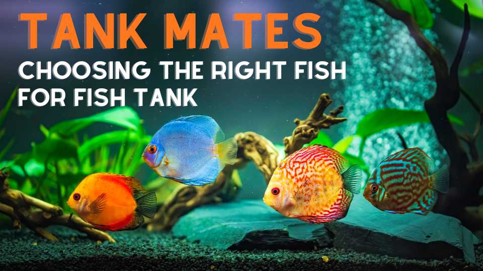 Find best freshwater aquarium fish combination for beginners