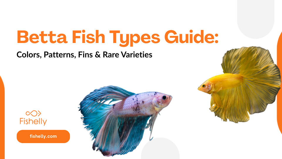 Betta Fish Types Guide: Colors, Patterns, Fins & Rare Varieties